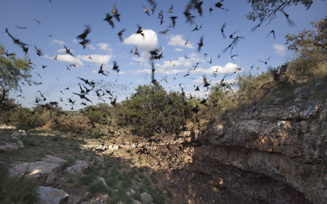 Revisions to Bat Survey Guidelines